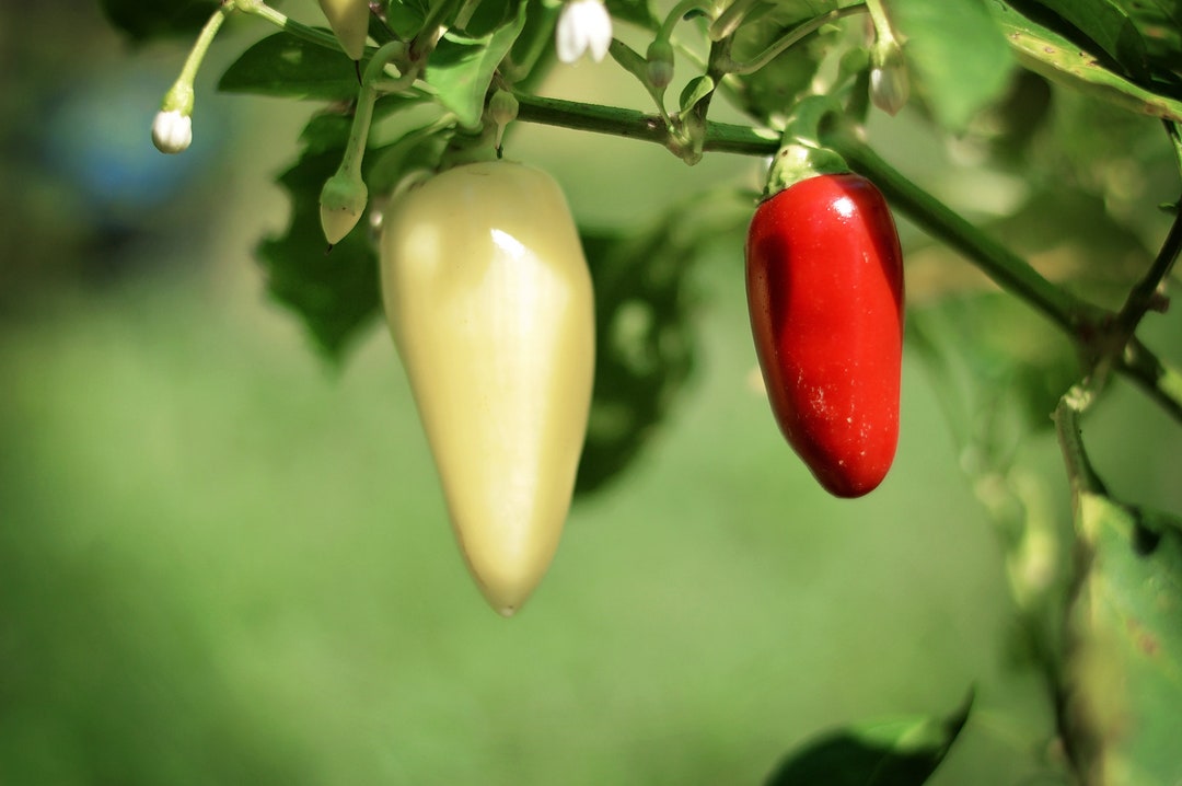 White Jalapeno Pepper Seeds - Pack of 10 - Etsy