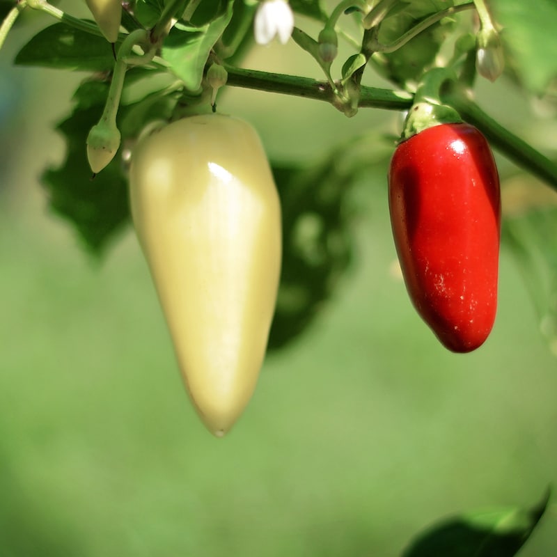 Rare Pepper Seeds - Etsy