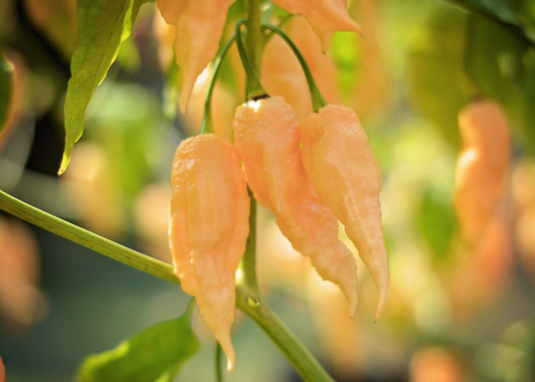 California Reaper Pepper Seeds - 10 Seed Pack - Etsy