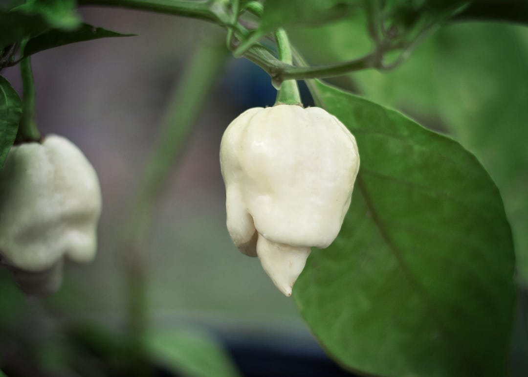 Why Not F5 Pepper Seeds - Etsy