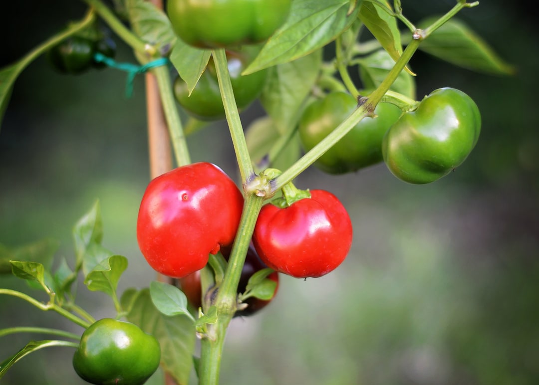 Mexibell Pepper Seeds - Etsy
