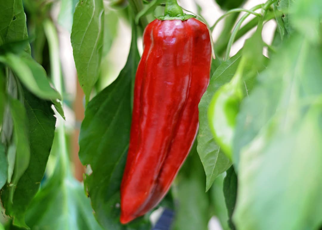 Anaheim Pepper Seeds - Pack of 10 - Etsy