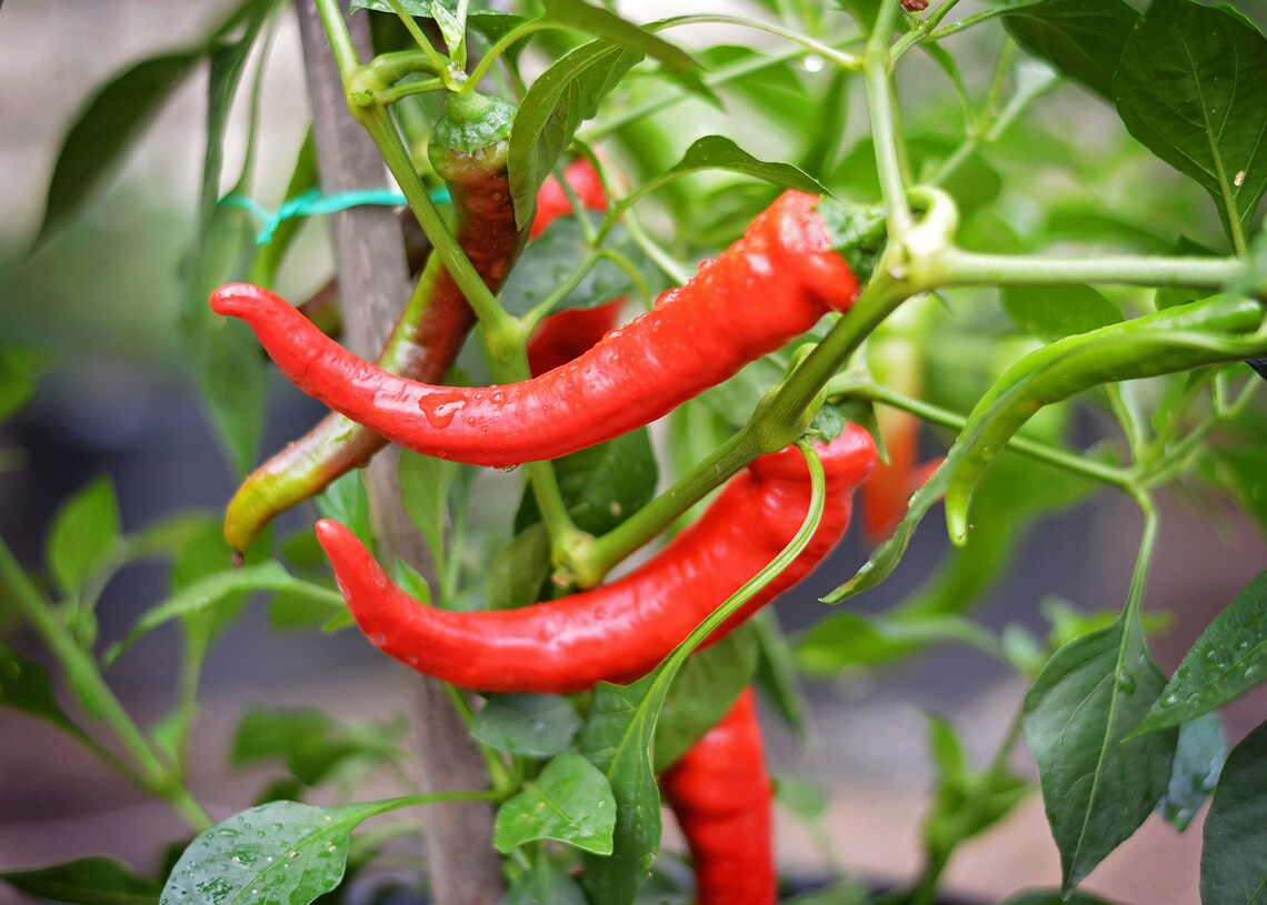 Hot Portugal Pepper Seeds Pack of 10 Seeds - Etsy