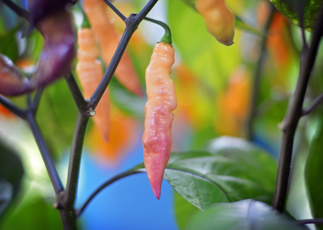 Pink Tiger Pepper Seeds - Pack of 10 - Etsy
