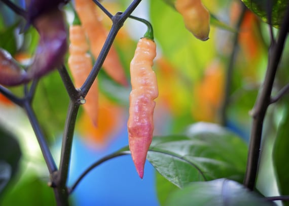 Pink Tiger Pepper Seeds Pack of 10 - Etsy