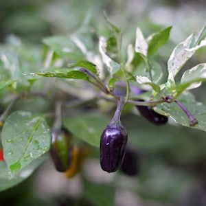 Purple Tiger Pepper Seeds - Pack of 10 - Etsy