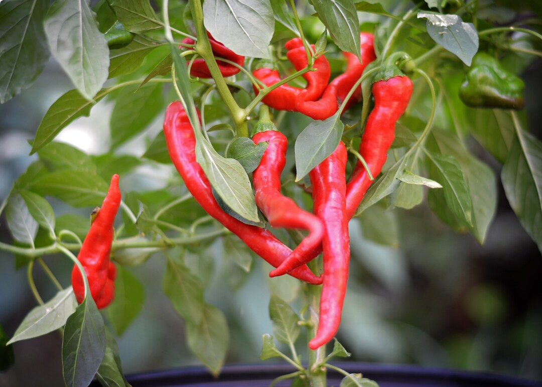 Maule's Red Pepper Seeds - Pack of 10 - Etsy