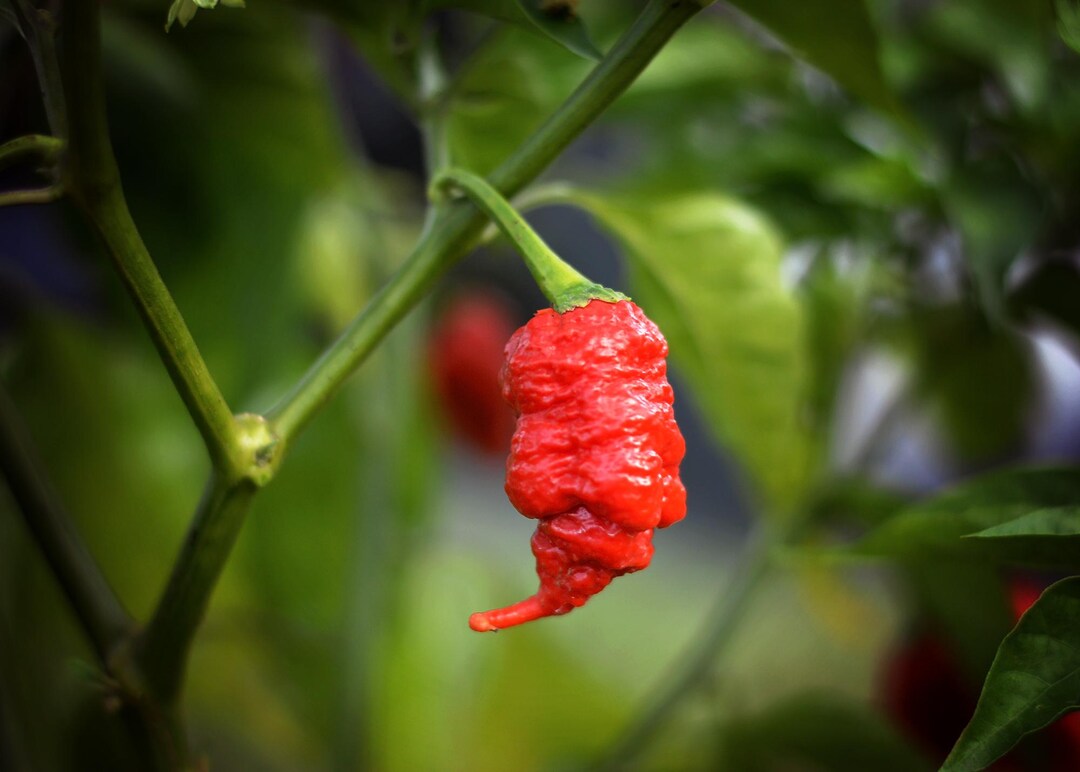 Poison Tail Pepper Seeds - Etsy