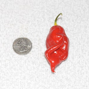 SBS Demon Pepper Seeds - Pack of 10 - Etsy