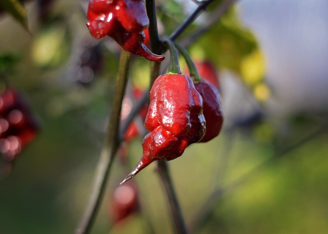 Fox Purple Naga Ruby F5 Pepper Seeds - Etsy