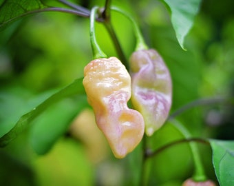 Gator Jigsaw Ultra Hot Pepper Premium Seed Packet - Etsy