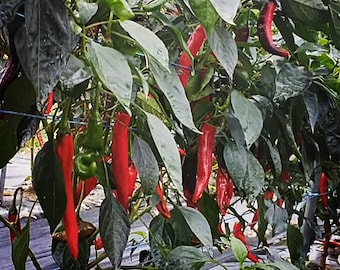 Korean Gochu Pepper Seeds - Etsy