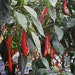 Midnight Bubblegum Pepper Seeds Pack of 10 - Etsy