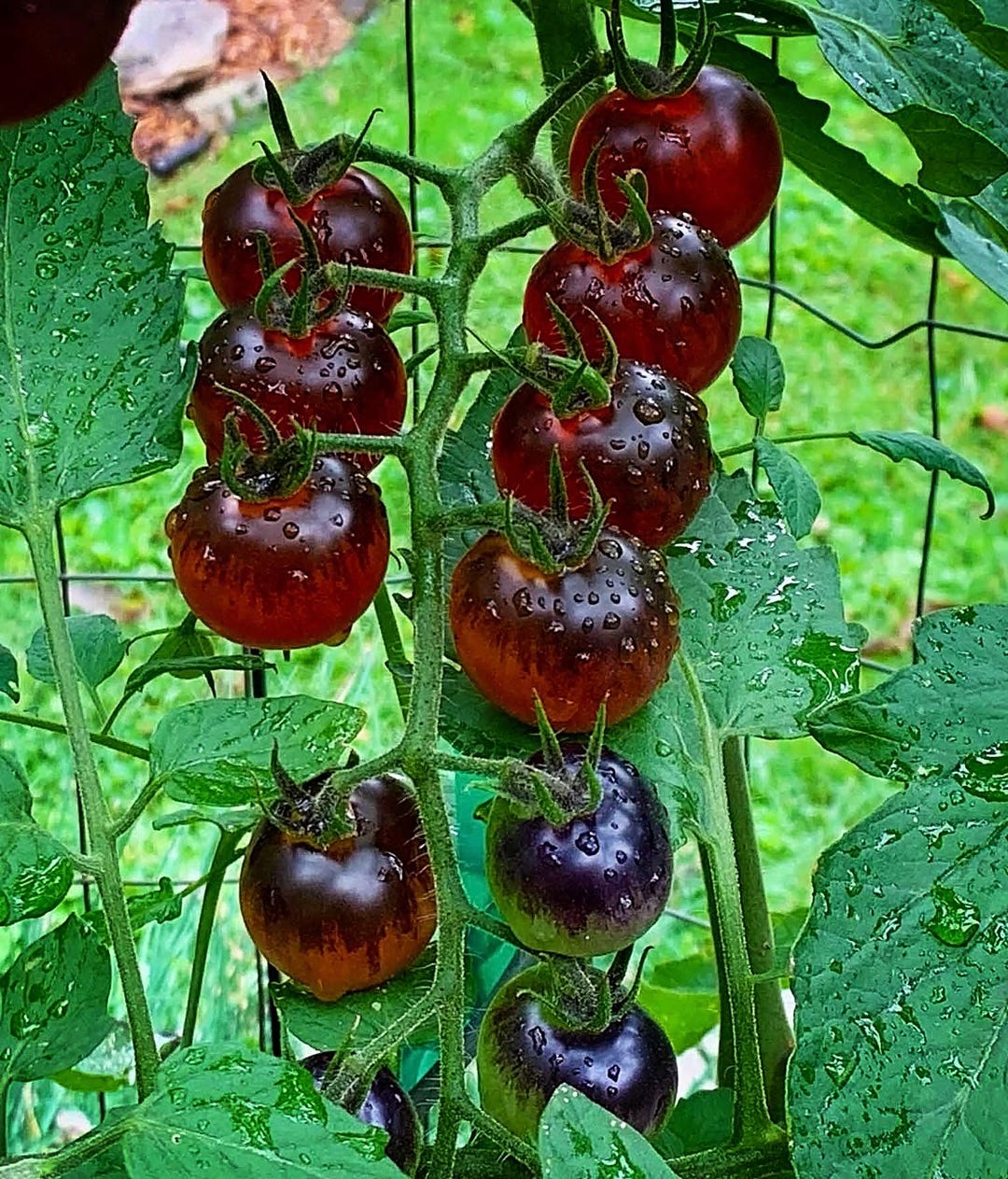 Midnight Snack Hybrid Cherry Tomato Seeds (free Shipping) - Etsy