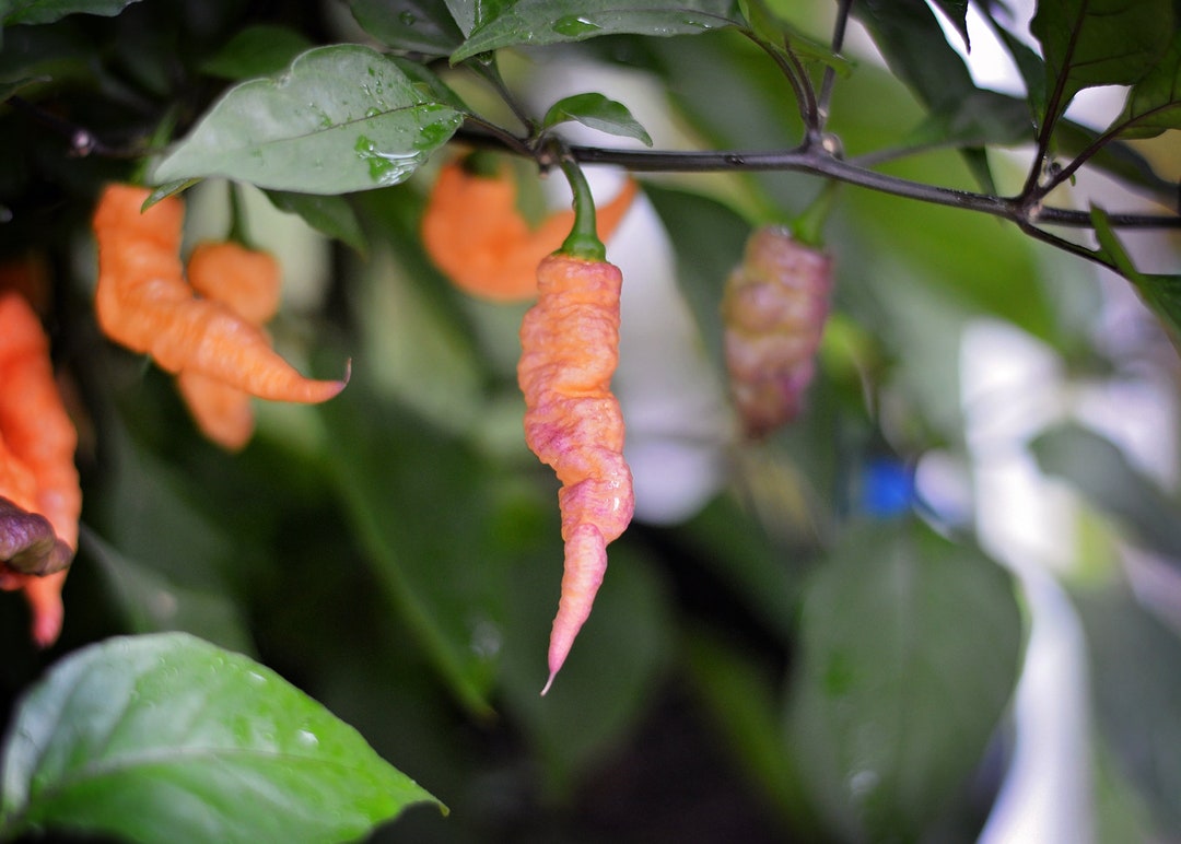 Blue Ghost Peach Pepper Seeds - Pack of 10 - Etsy