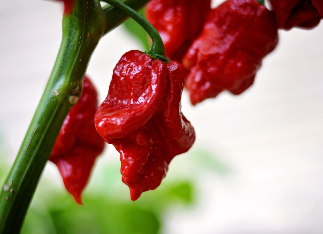 Big Red Mama Pepper Seeds - Pack of 10 - Etsy