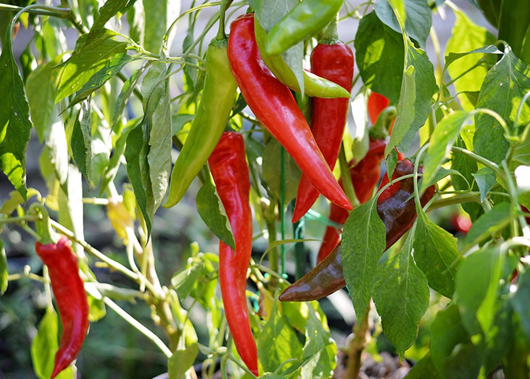 Big Chili Pepper Seeds - 10 Seed Pack - Etsy