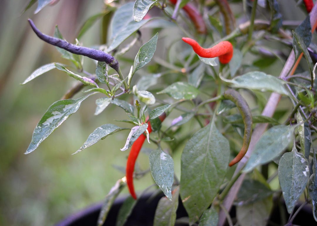 Indonesian X Thunder Mountain Long Horn Pepper Seeds - Etsy