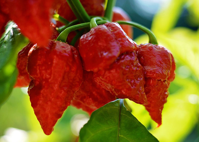 Apocalypse Scorpion Pepper Seeds 10 Seed Pack - Etsy