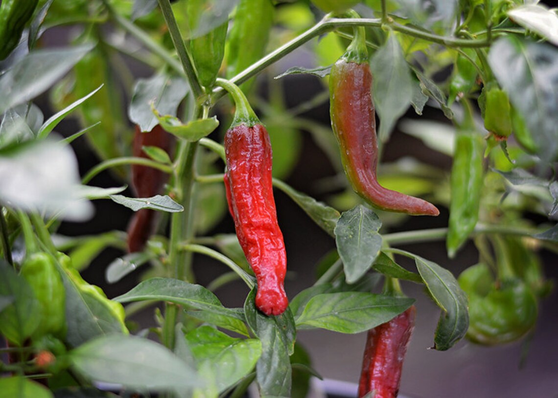 Dragon Roll Pepper Seeds - Etsy
