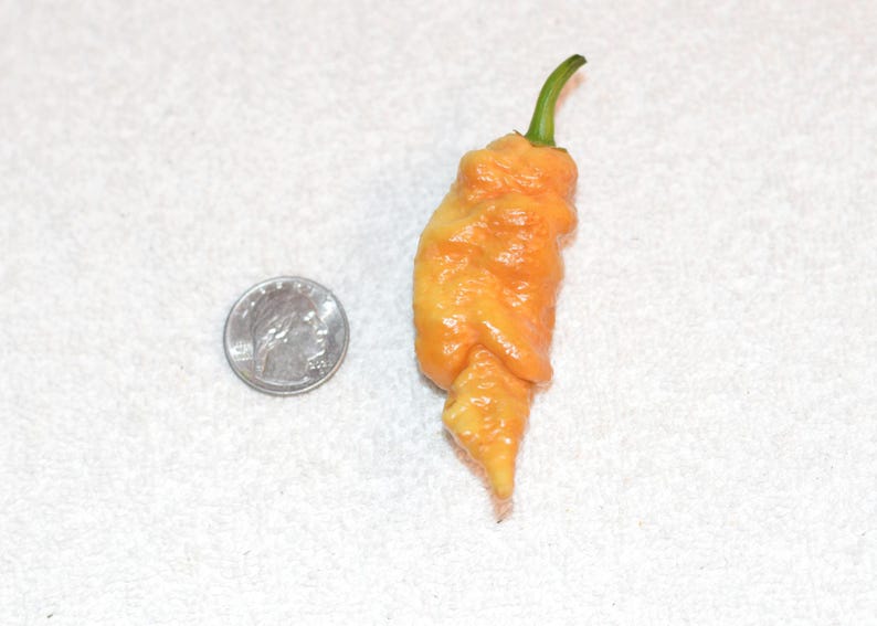 Golden Primotalii Pepper Seeds - Etsy