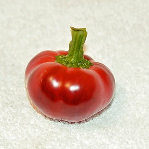Hot Cherry Bomb Pepper Seeds - 10 Seed Pack - Etsy