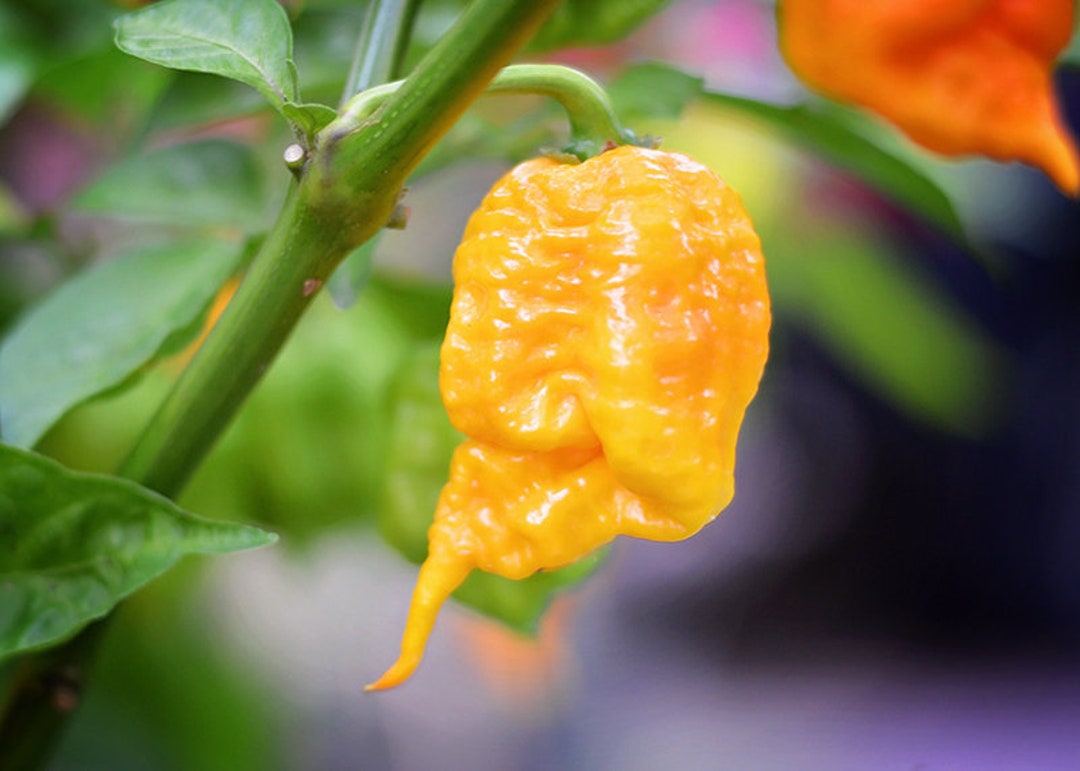 Yellow Carolina Reaper Pepper Seeds - 10 Seed Pack - Etsy