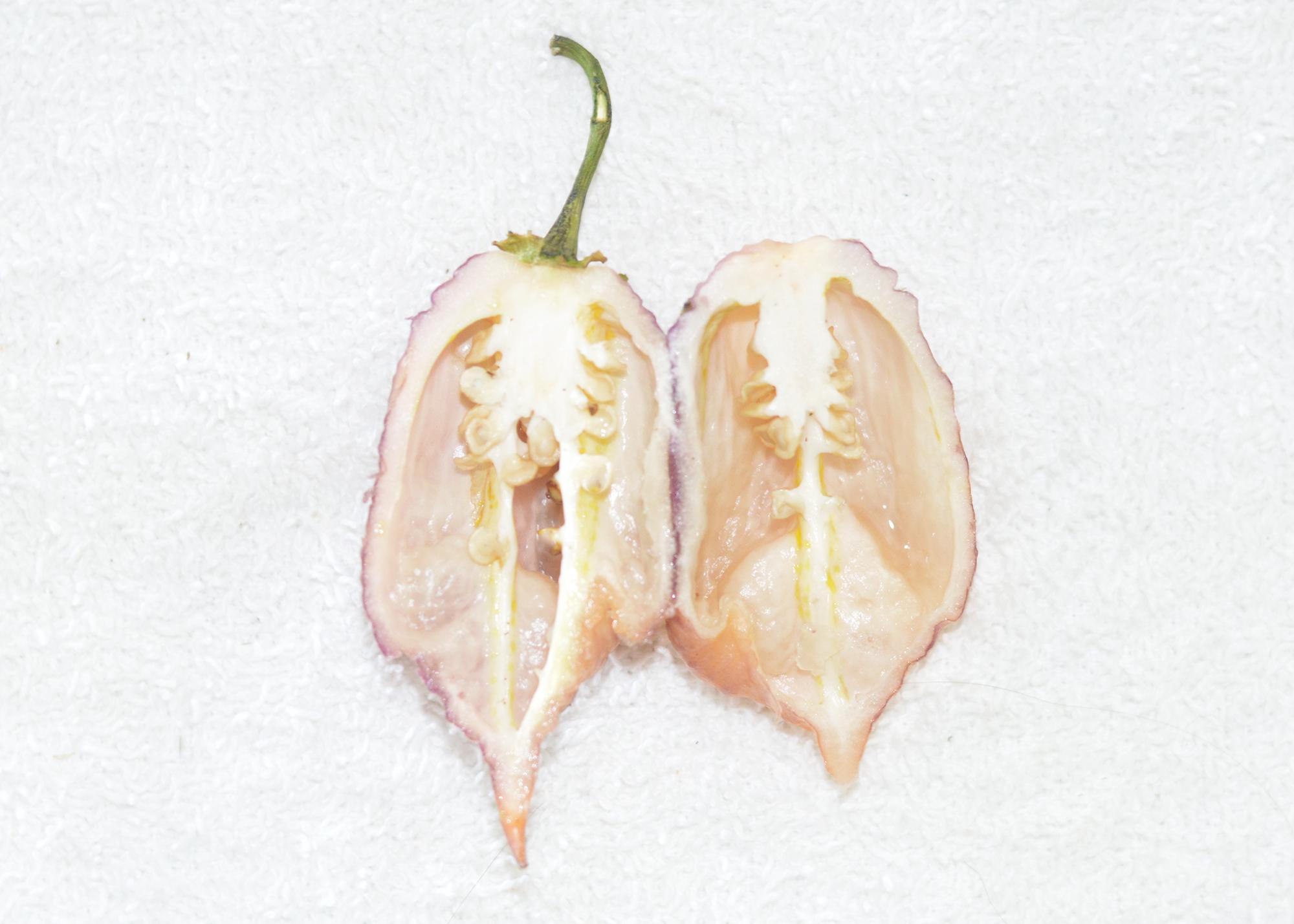 Pink Flamingo F3 Pepper Seeds - Etsy