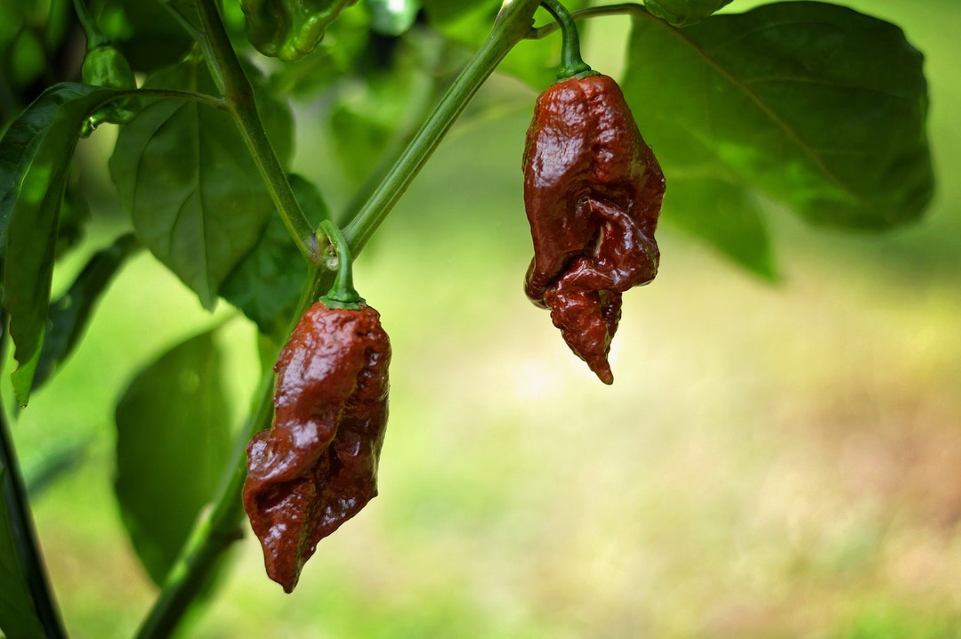 SBS Demon Chocolate Pepper Seeds - Etsy