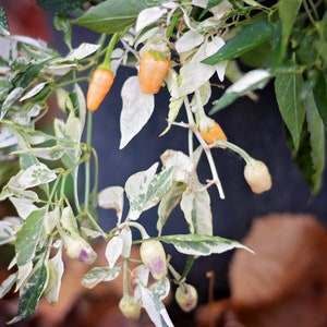 Peach Teeth Pepper Seeds - Etsy