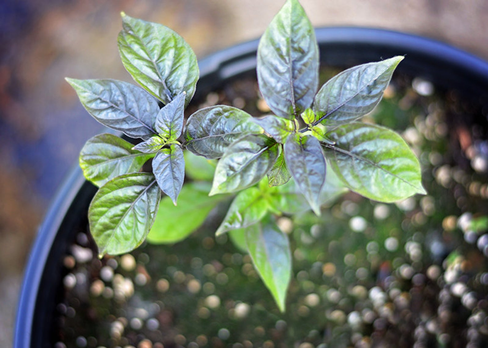 Blue Ghost Peach Pepper Seeds - Pack of 10 - Etsy