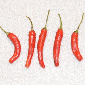 Tiger Thunder Pepper Seeds - Etsy