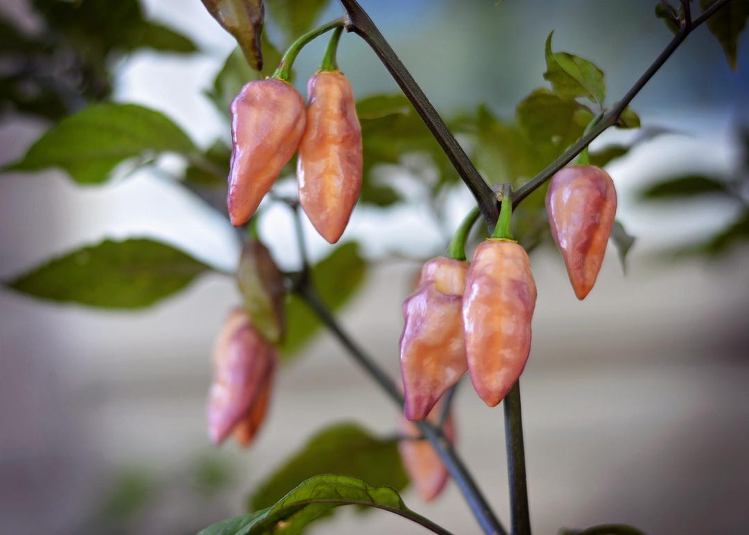 Purple Desire Peach F3 Pepper Seeds - Etsy