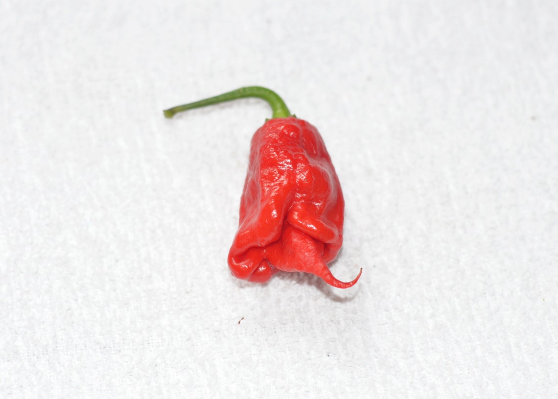 Purple Death Pepper Seeds Pack of 10 - Etsy