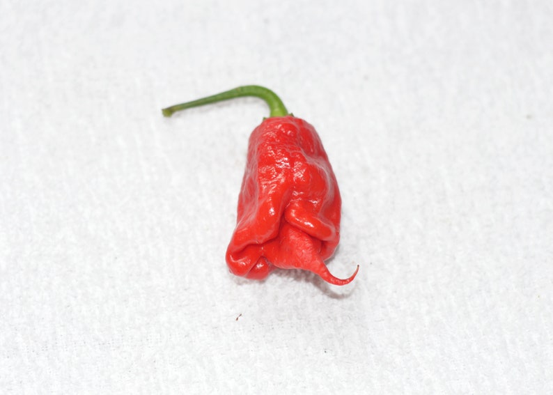 Purple Death Pepper Seeds Pack of 10 - Etsy