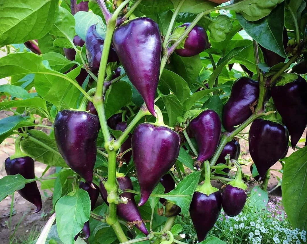Violet Sparkle Pepper Seeds - Etsy
