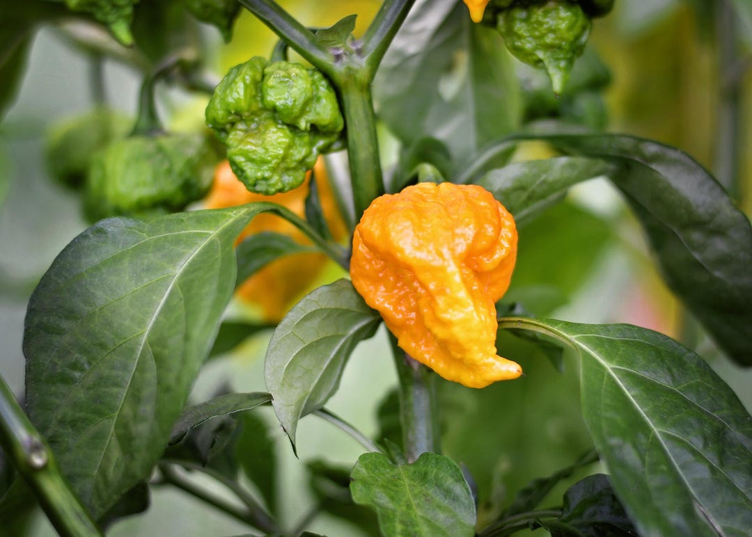 Yellow Fever Pepper Seeds - Etsy