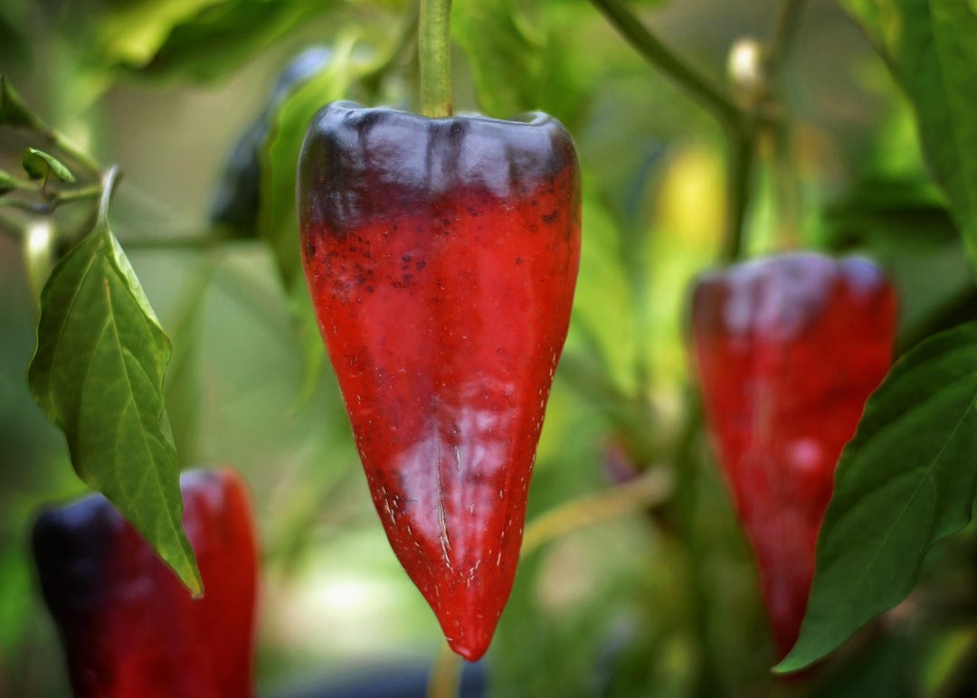 Aces & 8's F3 Pepper Seeds - Etsy