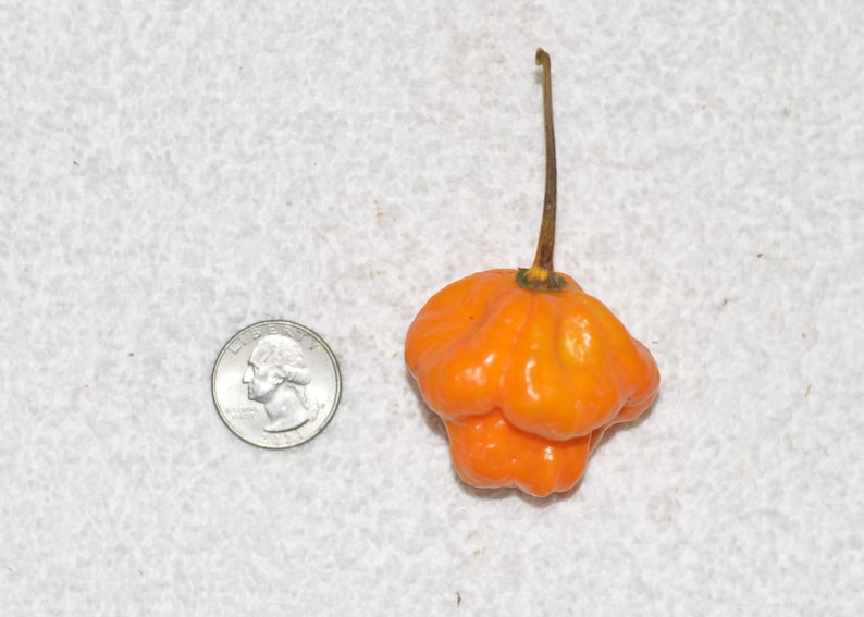 MOA Scotch Bonnet Pepper Seeds - Etsy
