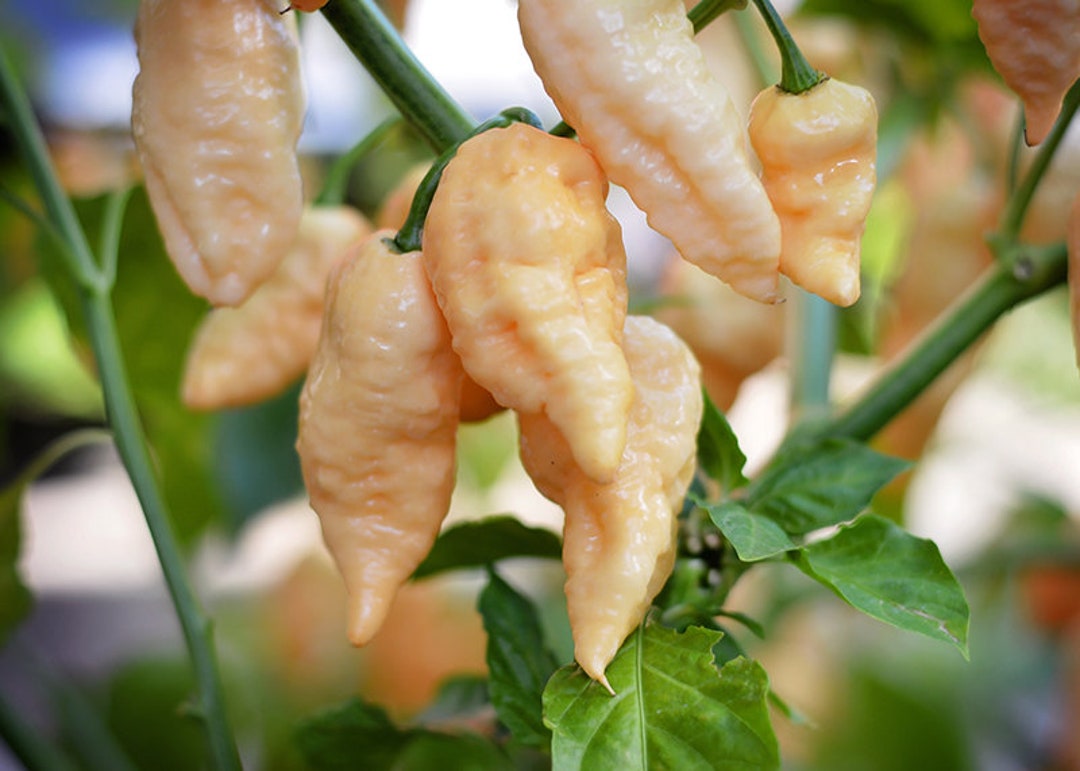 Peach Ghost Pepper Seeds - Etsy
