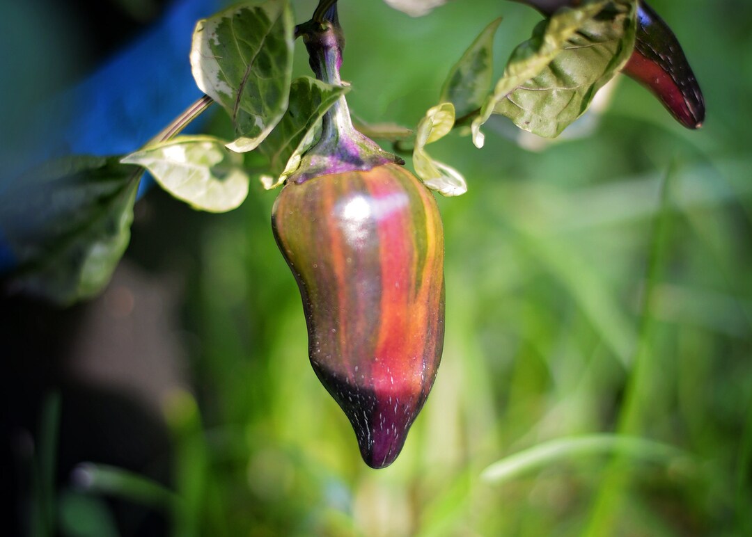 Tiger Jalapeno Pepper Seeds - Etsy