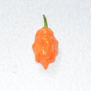 Orange Longtail Scorpion Pepper Seeds - Pack of 10 - Etsy