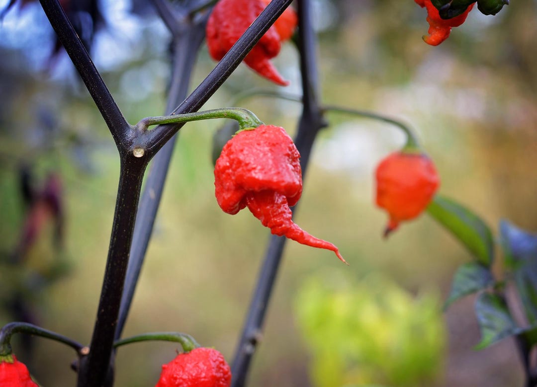 Reaper X SRTSL X Purple Reaper F3 Pepper Seeds - Etsy