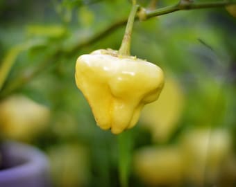 Hot Paper Lantern Pepper Seeds Pack of 10 - Etsy