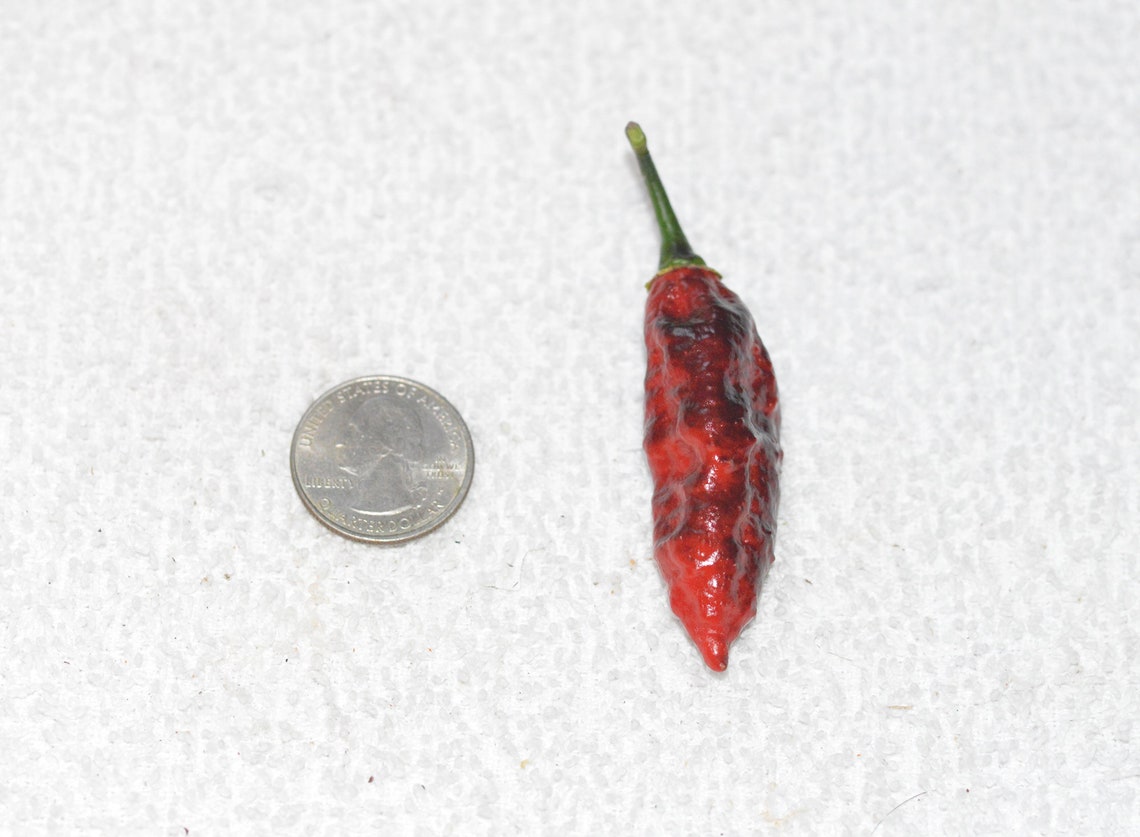 Pimenta Leopard Pepper Seeds - Pack of 10 - Etsy