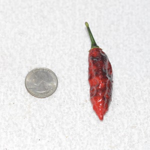 Pimenta Leopard Pepper Seeds - Pack of 10 - Etsy