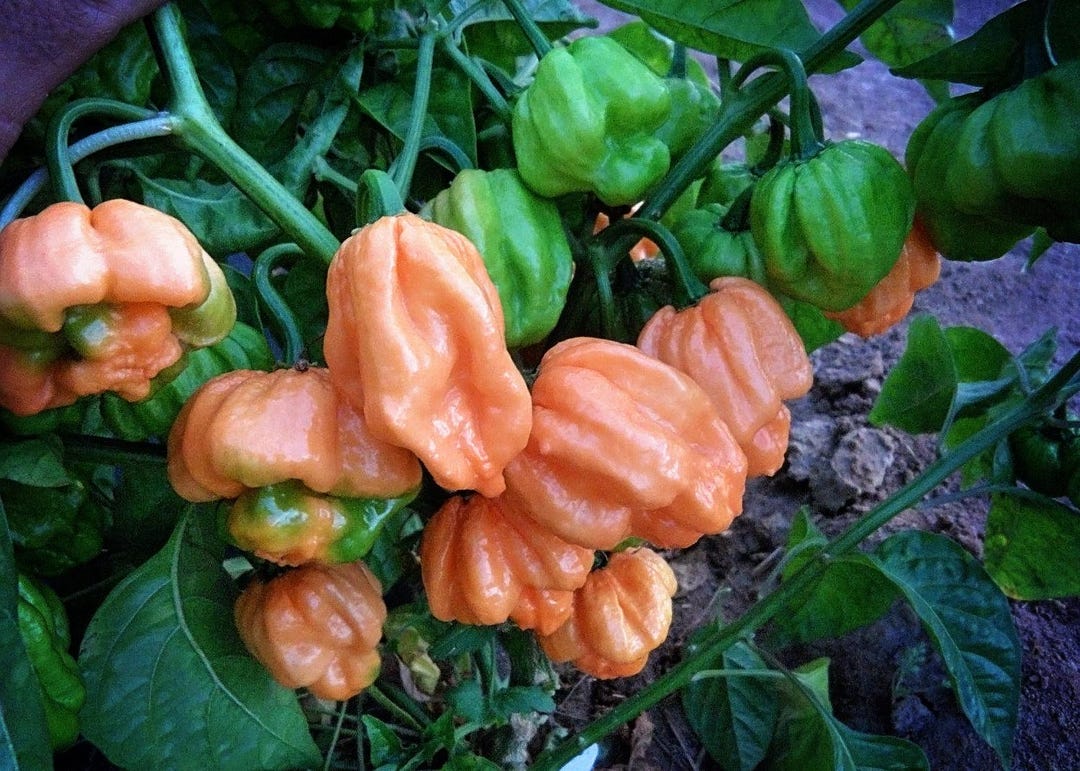 Bahamian Goat Pepper Seeds - Etsy