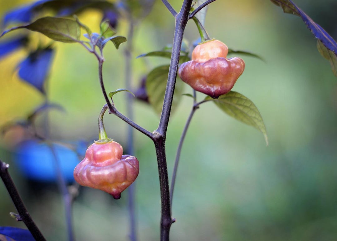Pink UFO Pepper Seeds - Etsy