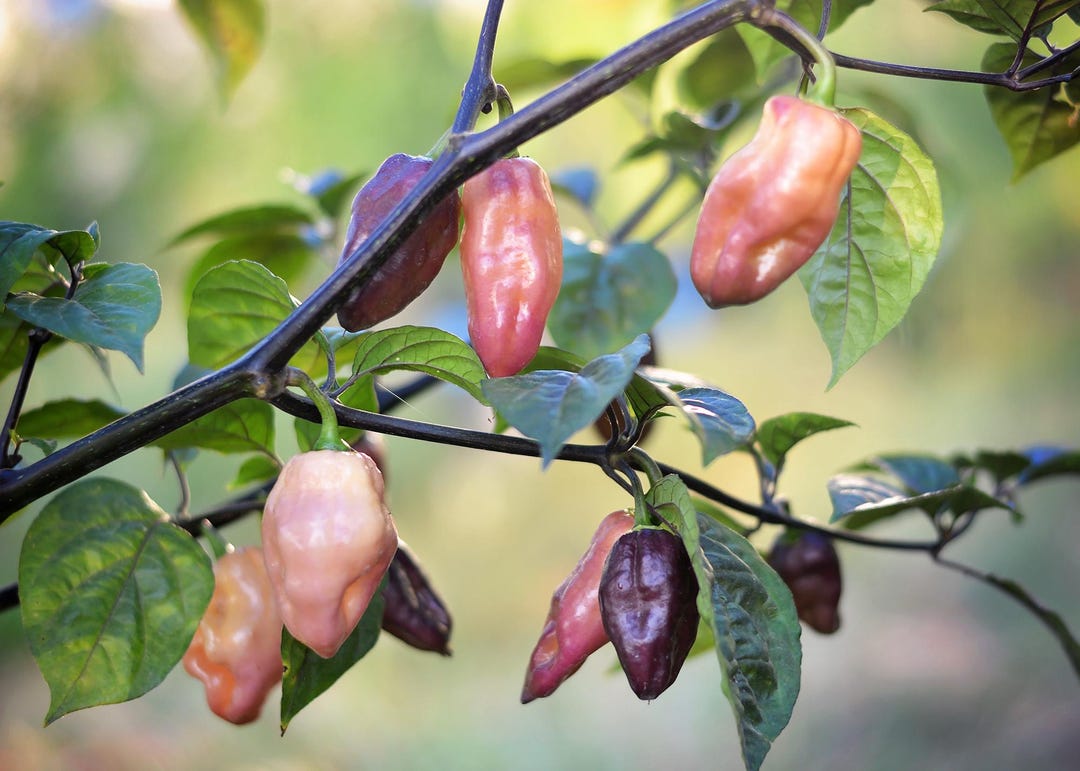 Pimenta Lisa Pepper Seeds - Etsy