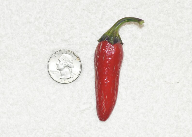 Biker Billy Knight Jalapeno Pepper Seeds - Etsy